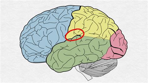 Ventral Pallidum Neurofm