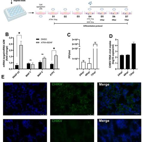 Apoptosis Induced By Chikv Infection A Transmission Electron