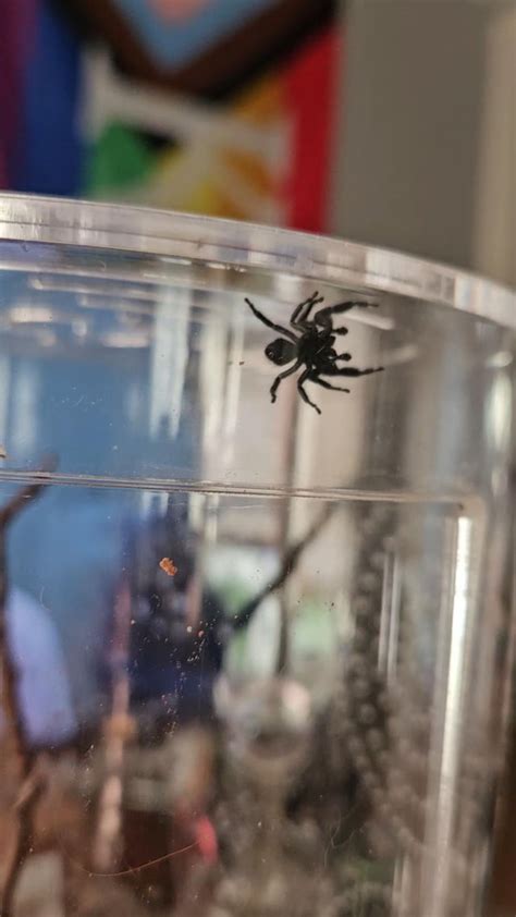 What Sex Do You Think This Is Also What Kind Rjumpingspiders