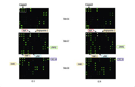 Cytokine Antibody Microarray Slides Used To Detect Cytokines Secreted Download Scientific