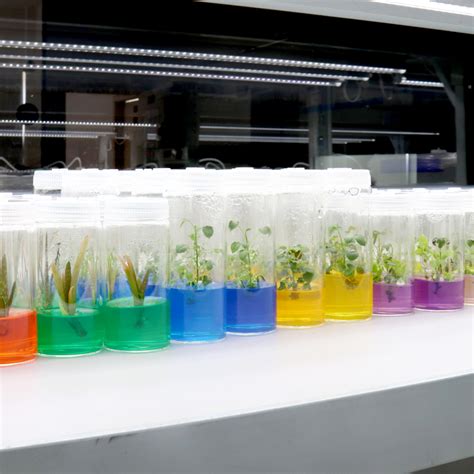 草莓脱毒与组培快繁技术实例 · 含配方 组培百科 杭州木木生物科技有限公司