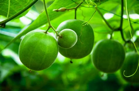Monk Fruit Sweetener — Pure Origin™