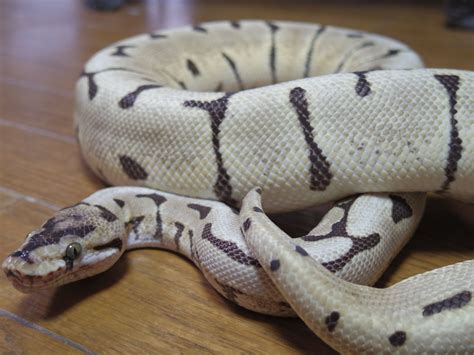 Ballpython Desertspider