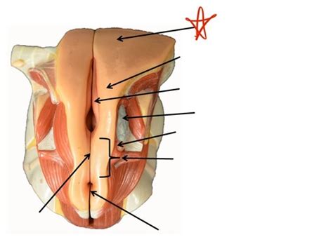 A P Lab Female Repro Flashcards Quizlet