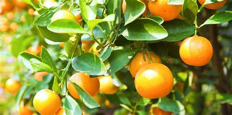 Lemon Fruit Tree Care At Darcy Spaull Blog
