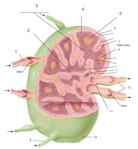 Lymphatic Lab Flashcards Quizlet