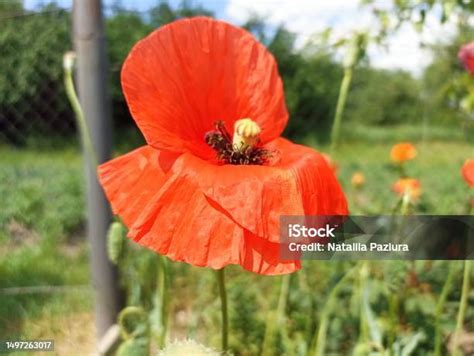 여름에 필드에 양귀비 꽃 녹색 필드입니다 자연 사진 태양 광선 햇빛 밝은 색상 데스크톱 배경입니다 웹 디자인 꽃 바탕 화면 벽지 와 백그라운드 파파버 라와스 0명에 대한