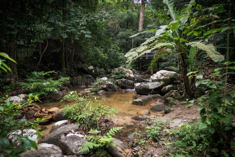 Small River In The Rainforest Jungle Stock Image Image Of Peru