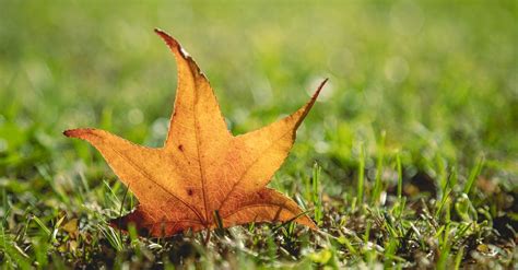 가을 가을 낙엽 갈색 경치 계절 계절성 계절의 변화 고립된 고립된 잎 고요한 나뭇잎 녹색 단일 잎 단풍잎 대조 디테일 떨어지다 렌즈 플레어