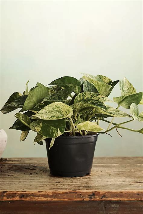 Pothos Marble Queen Terrain