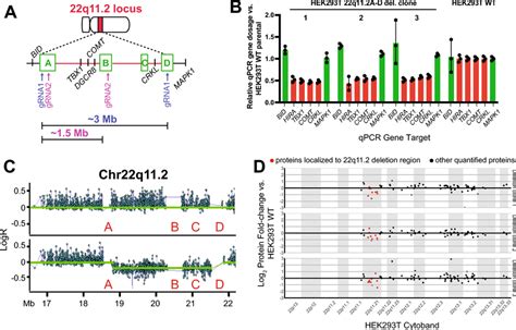 Proof Of Principle Crispr Engineering Of 22q112 A D Deletion In