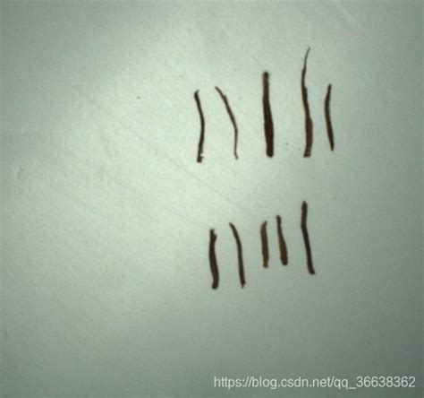 Opencv不规则物体宽度测量opencv如何测量不规则物体尺寸 Csdn博客