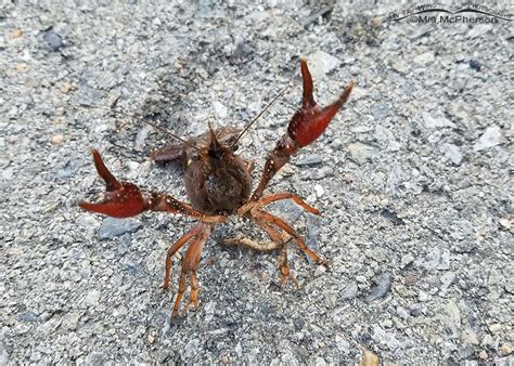 Fun Photographing A Road Crossing Crawdad At Sequoyah Nwr Mia Mcphersons On The Wing Photography