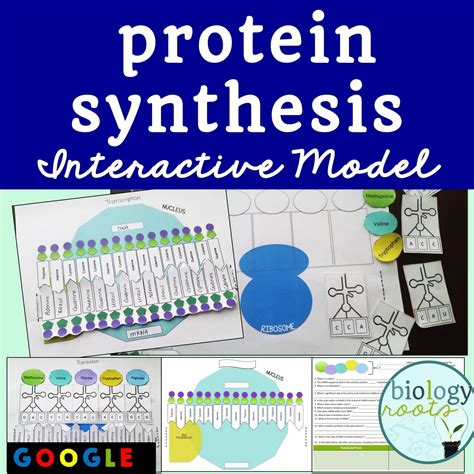 Protein Synthesis Model