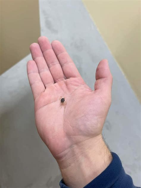 World Smallest Crab Companion 10 Cuteness 10 Water Breathing Special Effect Crab Rave