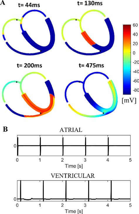 [pdf] Electrophysiological Closed Loop Model Of The Heart As Supporting Tool For Cardiac Pacing