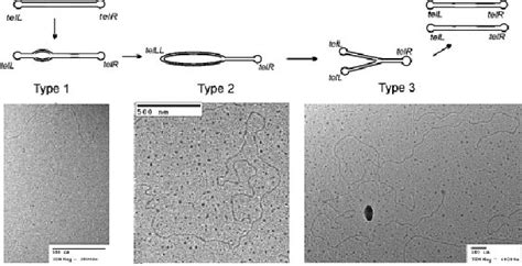 Electron Microscopy Analysis Of Replication Of Linear Plasmid Pg591