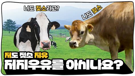 🥛🐂 갈색 젖소가 생산한 저지우유”를 아시나요 Youtube