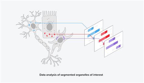 Volume Electron Microscopy Towards Automatic Organelle Segmentation