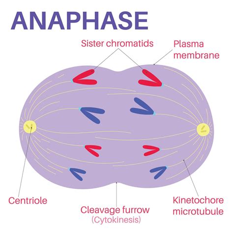 Anaphase Of Mitosis Diagram