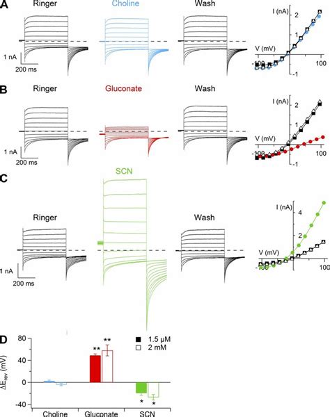 Ionic Selectivity Of Ca²⁺ Activated Currents Representative Whole Cell