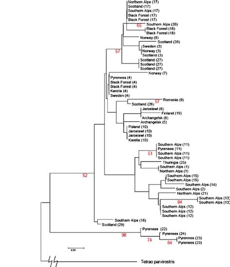 Maximum Likelihood Derived Phylogeny Showing The Relationships Between