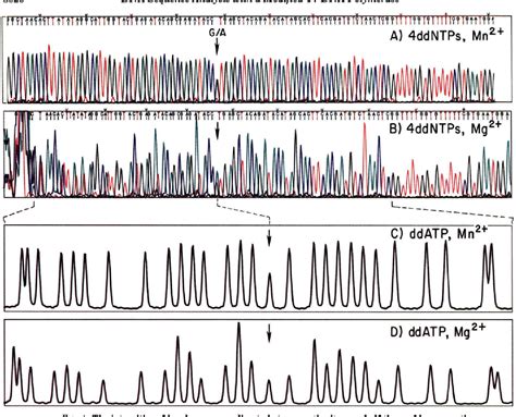 Figure 1 From Dna Sequence Analysis With A Modified Bacteriophage T7 Dna Polymerase Semantic