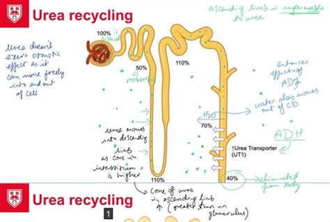 3 Countercurrent Multiplication And Urea Recycling Flashcards Quizlet