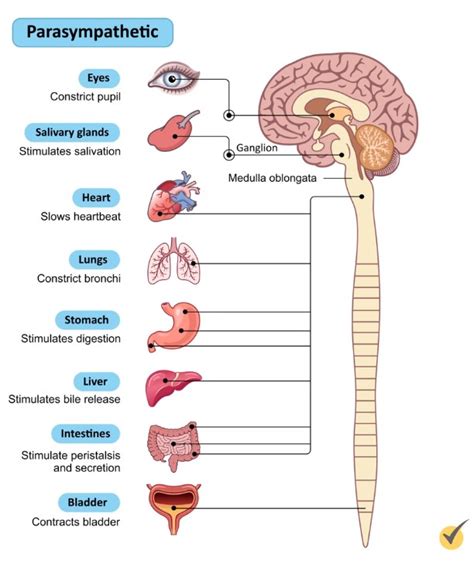 Autonomic Nervous System Example