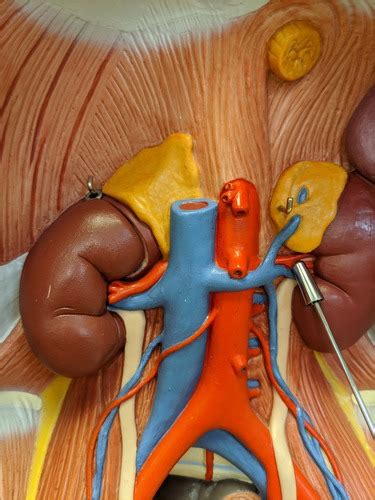 Lab Exam 2 Flashcards Quizlet