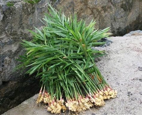 Как и где растет имбирь в России и когда созревает фото дерева в