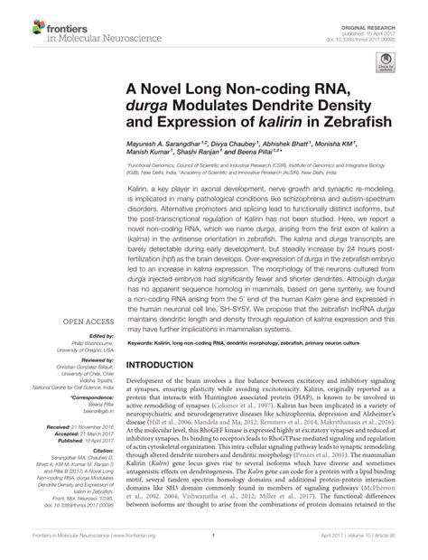 Pdf A Novel Long Non Coding Rna Durga Modulates Dendrite Density And