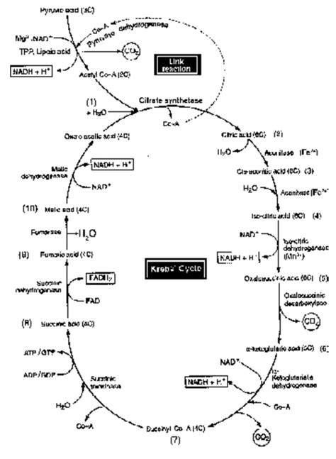 Kreb S Cycle About Kreb S Cycle How Kreb S Cycle Works 53 OFF