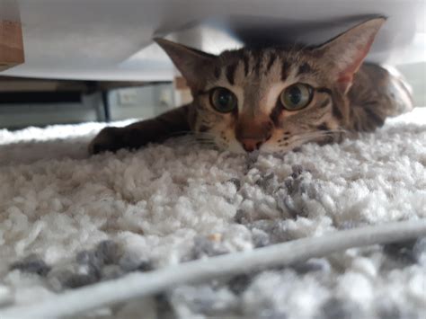 My Cat Go Brrrrrrr R Memes