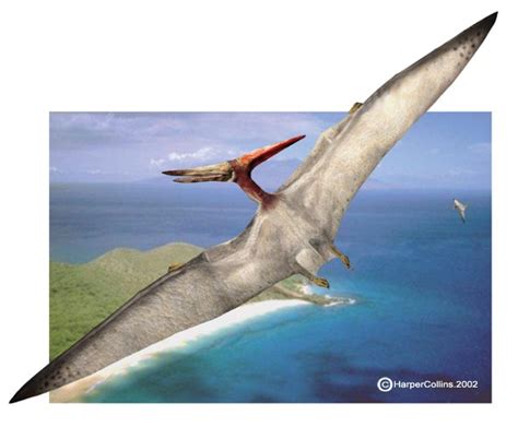 Pteranodon Pictures Facts The Dinosaur Database