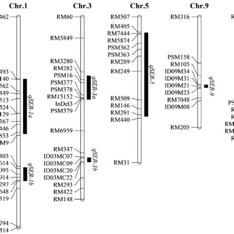 Stigma Exsertion Types In Rice Spikelets Dual Stigma Exsertion Dse Download Scientific