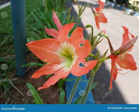 Beleza Das Plantas Ornamentais Flores Amaryllis Tracheophyta