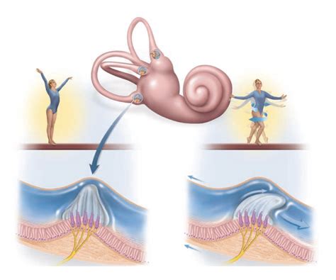 11 Vestibular Sense Of Equilibrium Transduction For Angular Rotation