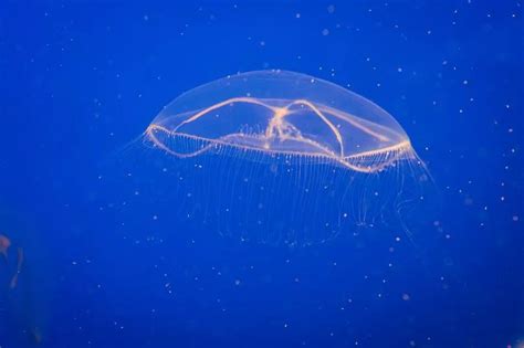 Swarms Of Sex Mad Jellyfish Arrive In Cornwall As Temperatures Skyrocket Cornwall Live