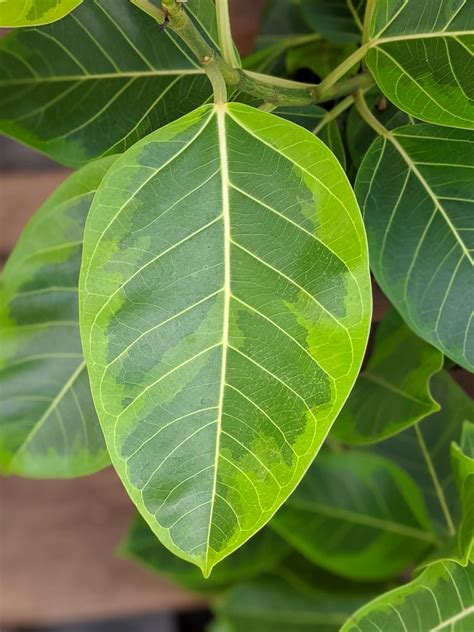 How To Care For The Stunning Variegated Ficus Altissima Yellow Gem Ficus Colorful Plants