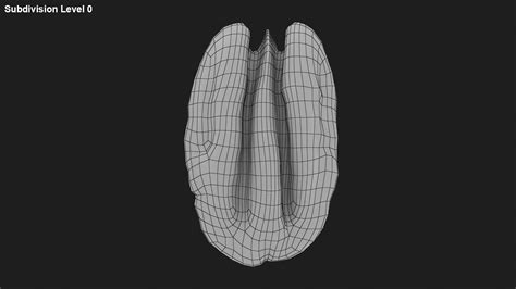 3d Pecan And Pecan Shell Collection Model Turbosquid 2307479