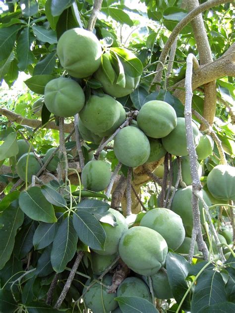 Zapote Blanco Casimiroa Edulis C 25 90 110