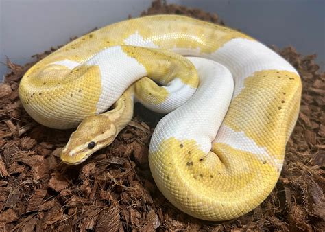 Banana Pied Ball Python By Ivory Exotics Morphmarket