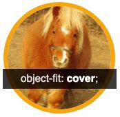 Img Bilder Mit Css Einpassen Object Fit Und Object Position