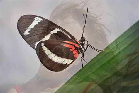 Image Effects For Android Using Opencv Image Blending Fritz Ai