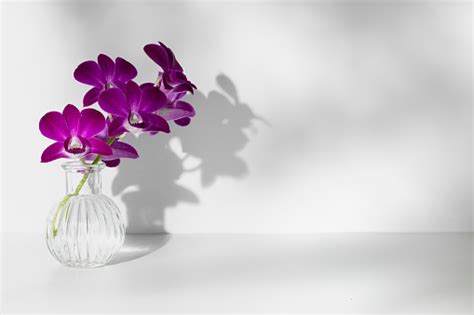 하얀 배경에 투명한 꽃병에 보라색 난초의 피는 장식 복사 공간 가로 사진 꽃 실루엣과 벽에 거의 보이지 않는 그림자 반점 난초과