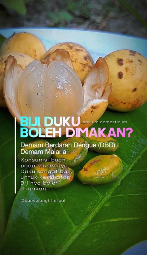 Banyu Manfaat Biji Duku Secara Ilmiah Biji Duku Terkenal Memiliki Rasa Yang Pahit Jika Tak