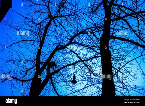 In The Air Tree Branches Create A Serene And Ethereal Canopy Capturing The Beauty Of Natures