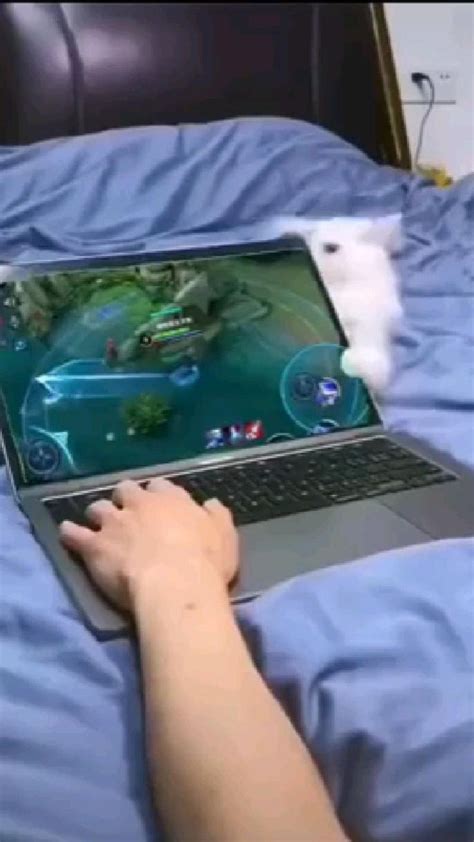 Cat Burritos 😹🌯 When Your Cat Breaks Your Laptop