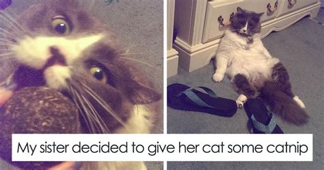 128 Times Cats Found Catnip And Cat Exe Stopped Functioning Bored Panda